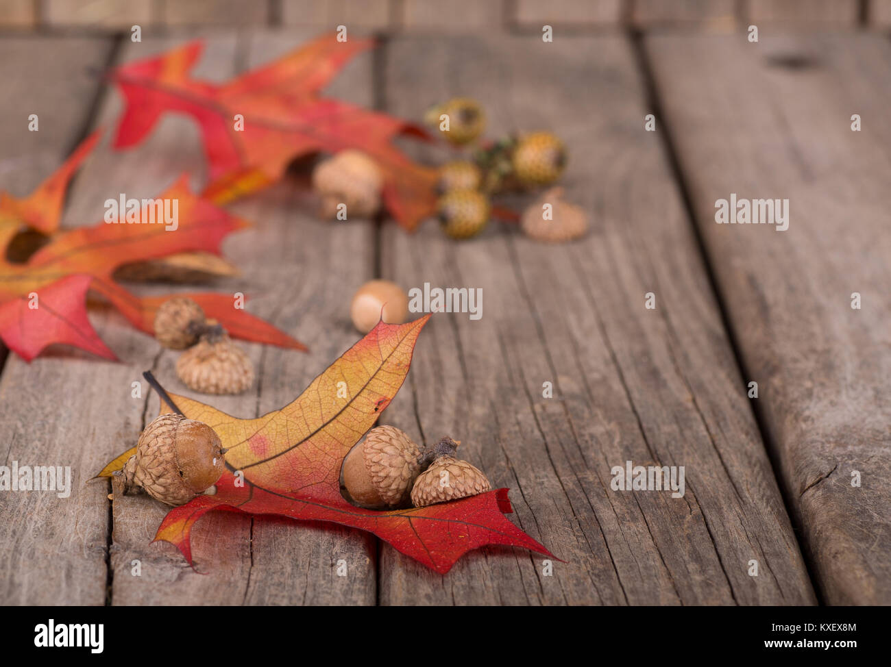 Autumn oak leaves and acorns on a rustic wood surface Stock Photo - Alamy
