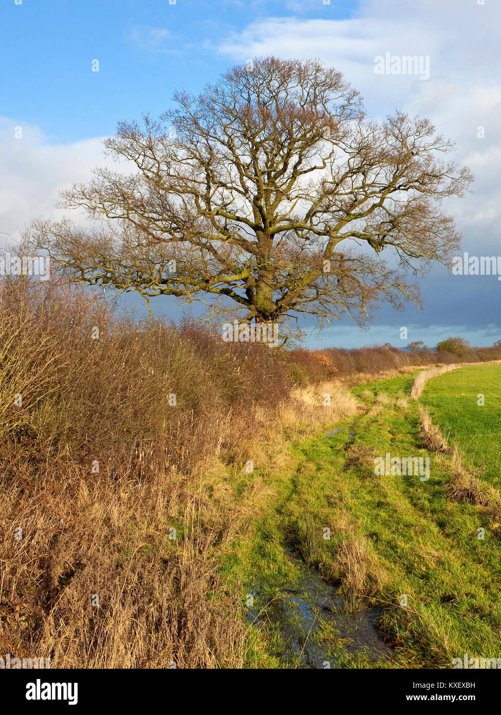 a winter hawthorn hedgerow and an oak tree beside a wheat field and dry ...