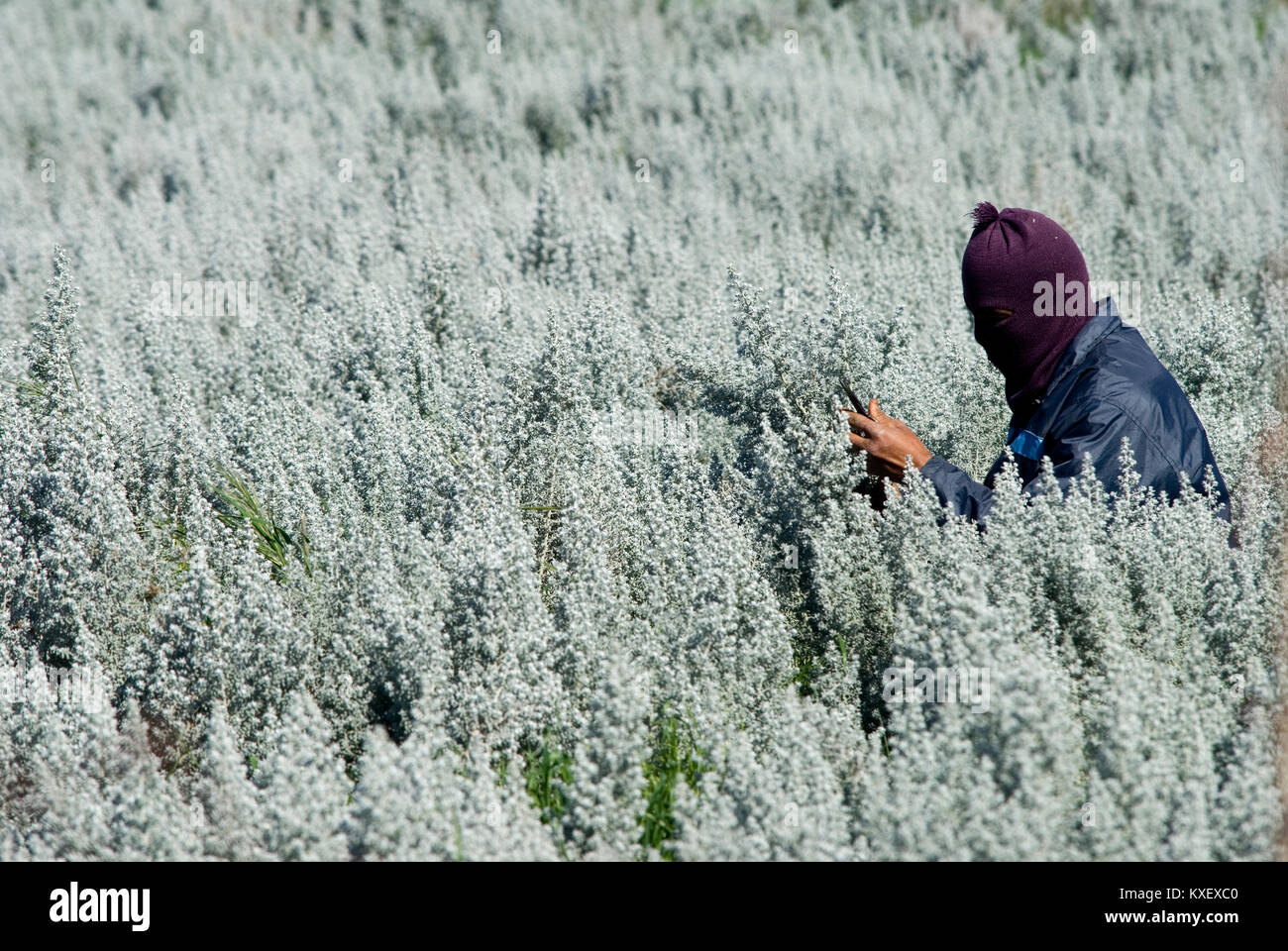 Worker in a field Stock Photo - Alamy