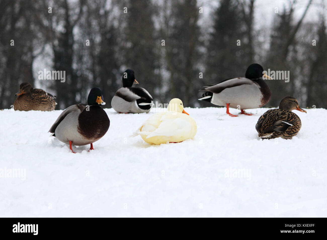 Albino mallard hi-res stock photography and images - Alamy