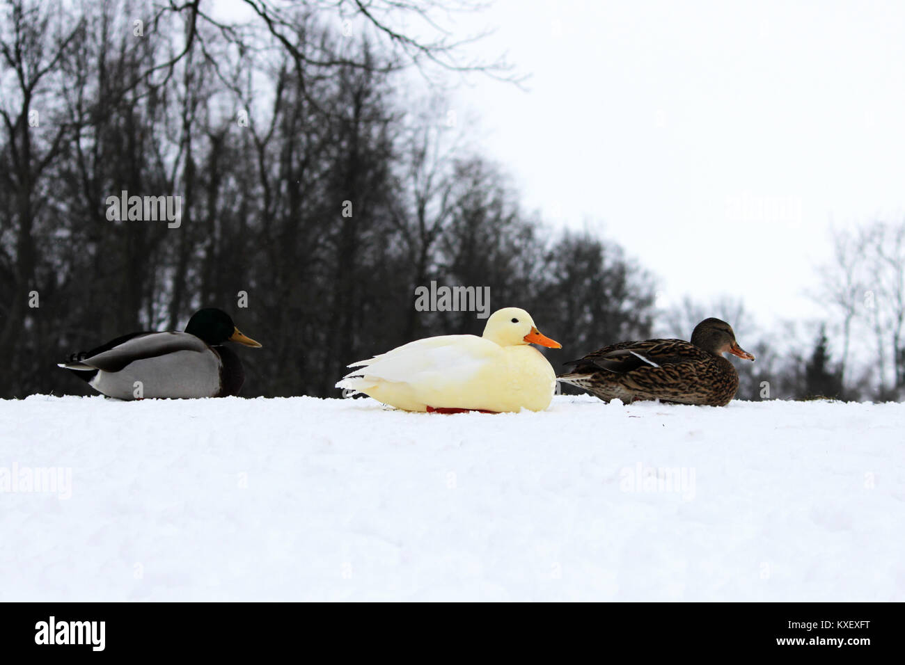 White duck drake as variability within the species Anas platyrhynchos ...