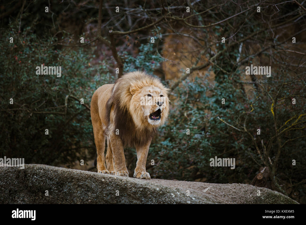 One adult male lion expresses aggression, growls showing teeth on a ...