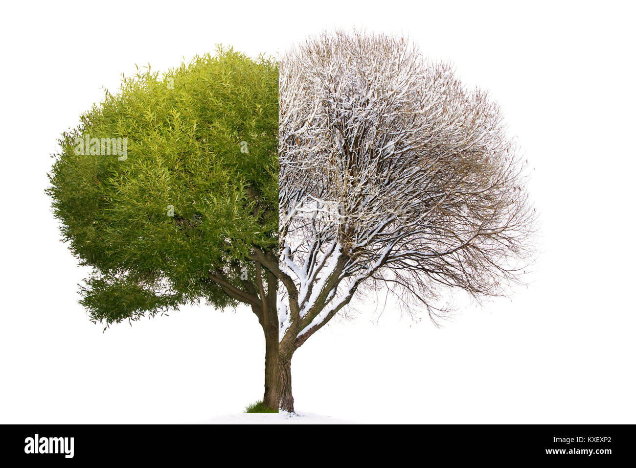 Collage mixed tree image consist of summer and winter mating parts ...