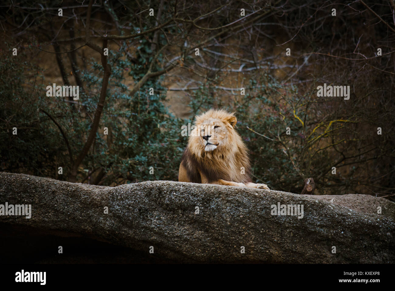 Gorgeous male african lion resting hi-res stock photography and images ...