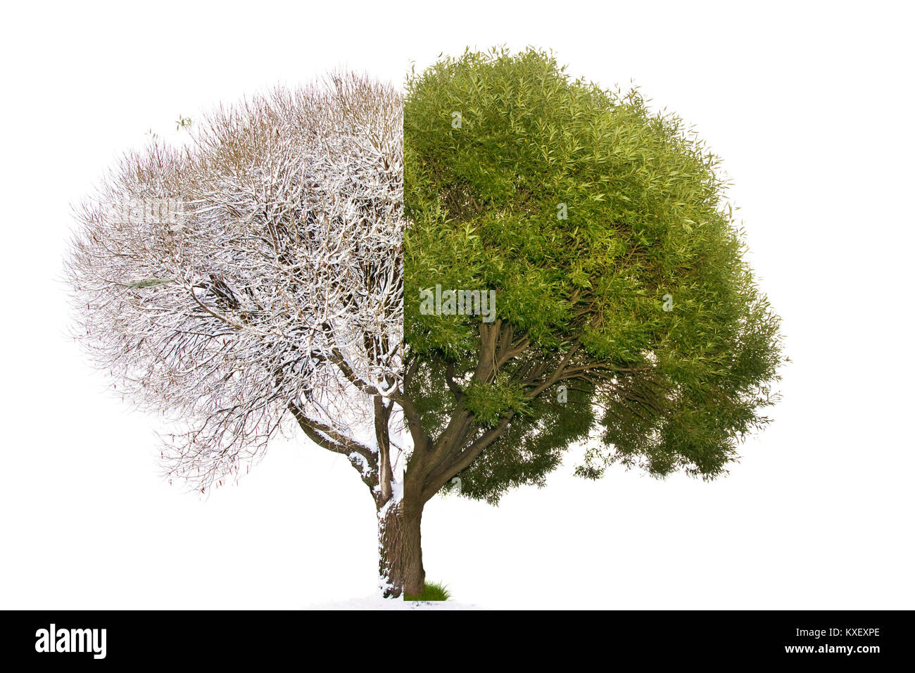 Collage mixed tree image consist of summer and winter mating parts ...