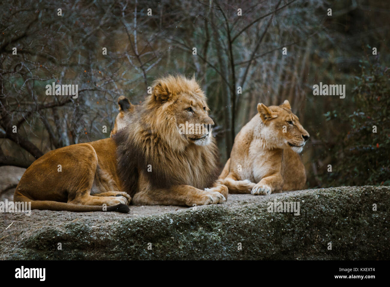 Two adult predators, the family of a lion and a lioness rest on a stone ...