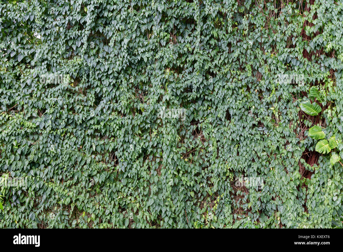 Dense covering of evergreen ivy creeper, Hedera helix, over a huge area ...