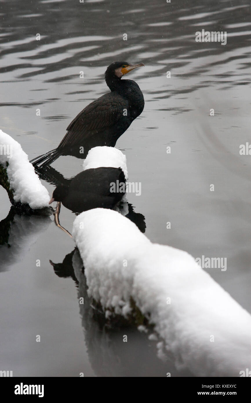 Birds rest on a branch of a tree in Berlin Stock Photo - Alamy