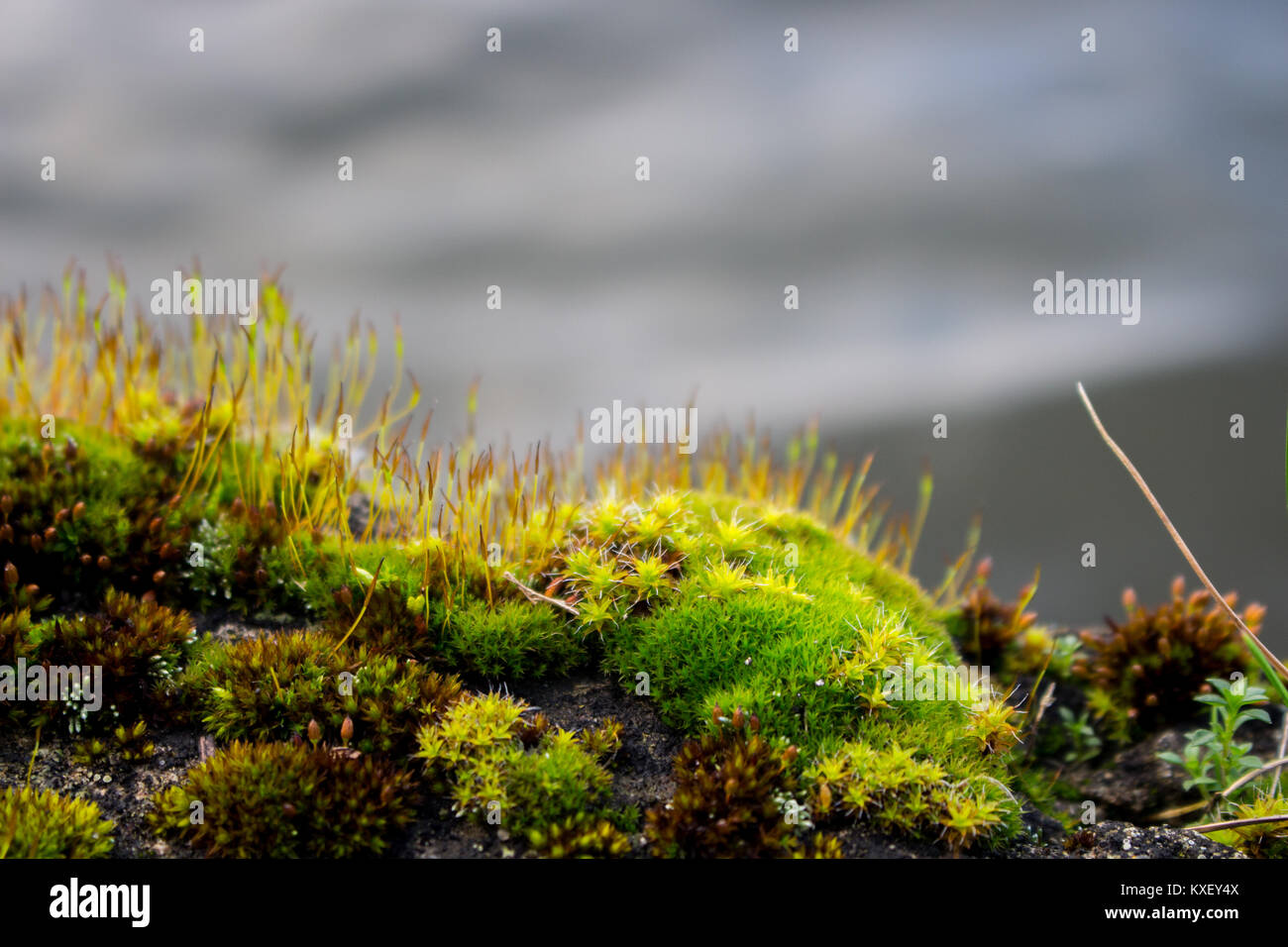 green mos background in macro Stock Photo - Alamy