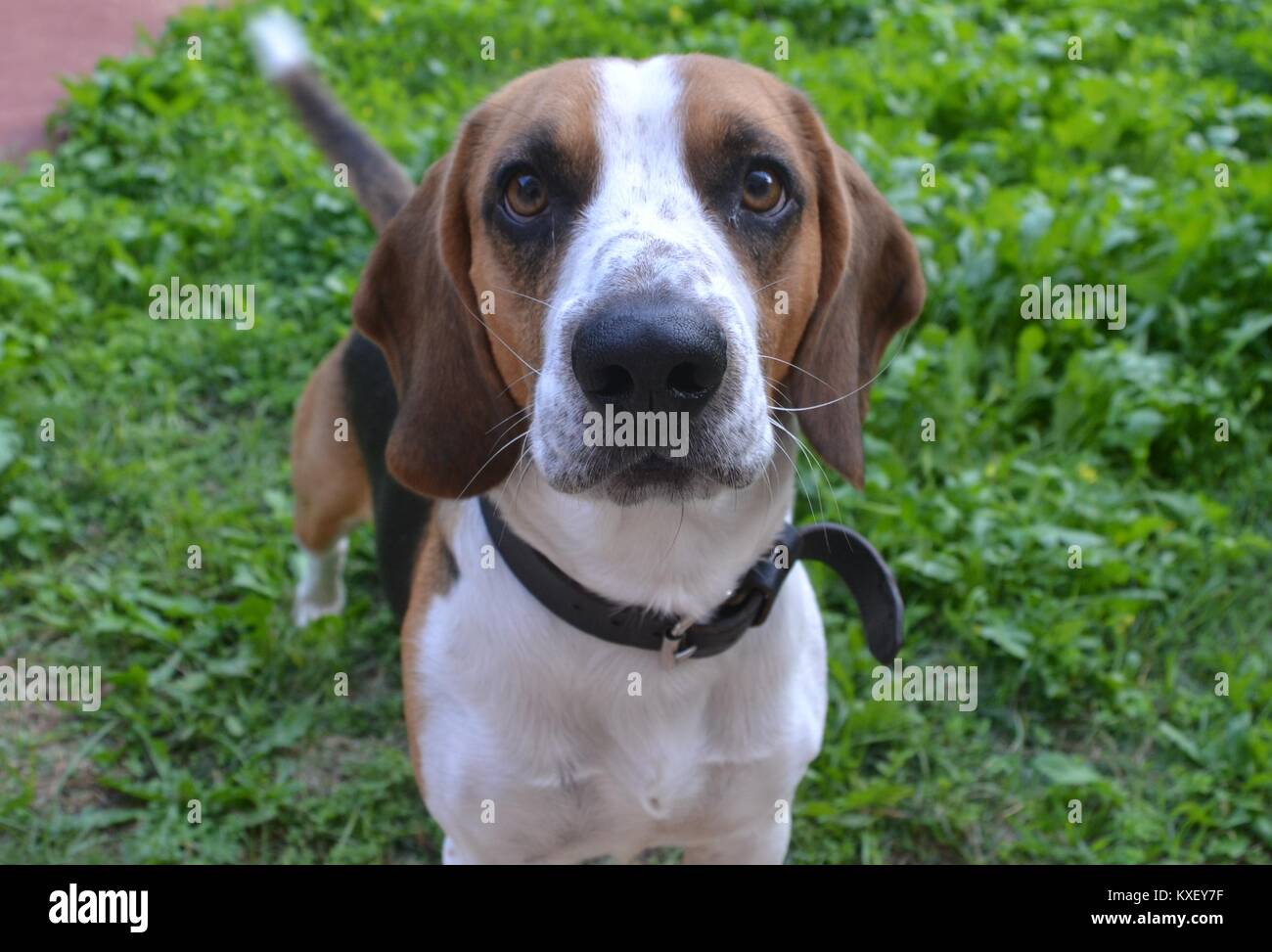 Beagles dog face hi-res stock photography and images - Alamy