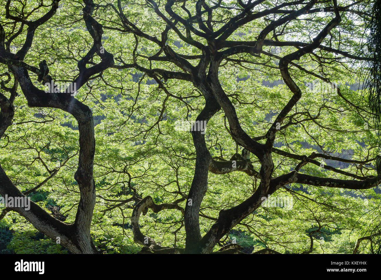 Monkey pod tree hi-res stock photography and images - Alamy