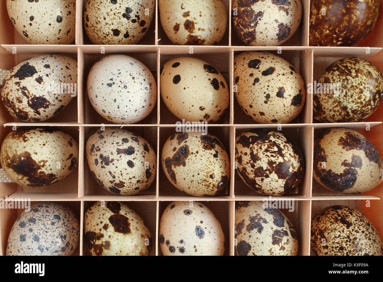 Package quail egg box hi-res stock photography and images - Alamy