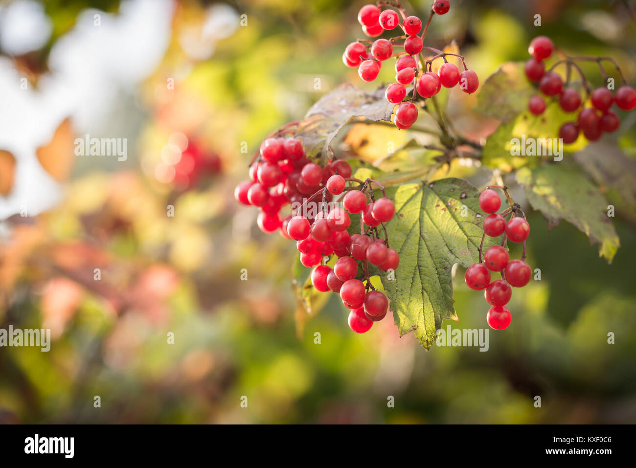 Branch of chinese magnolia vine berries Stock Photo - Alamy