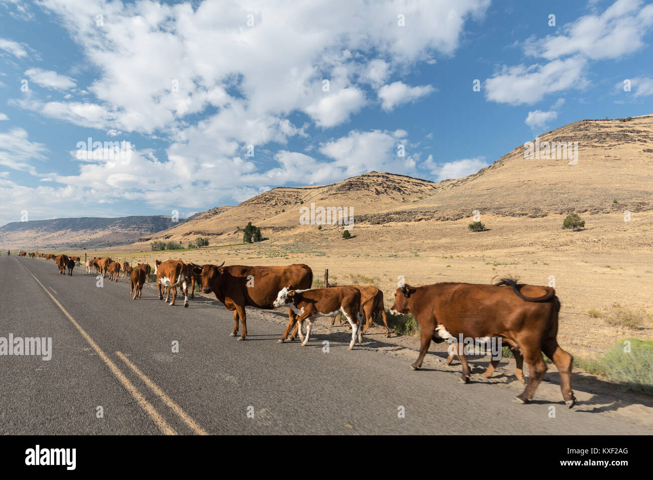 Livestock walk along the road during a cattle drive in Catlow, Oregon ...