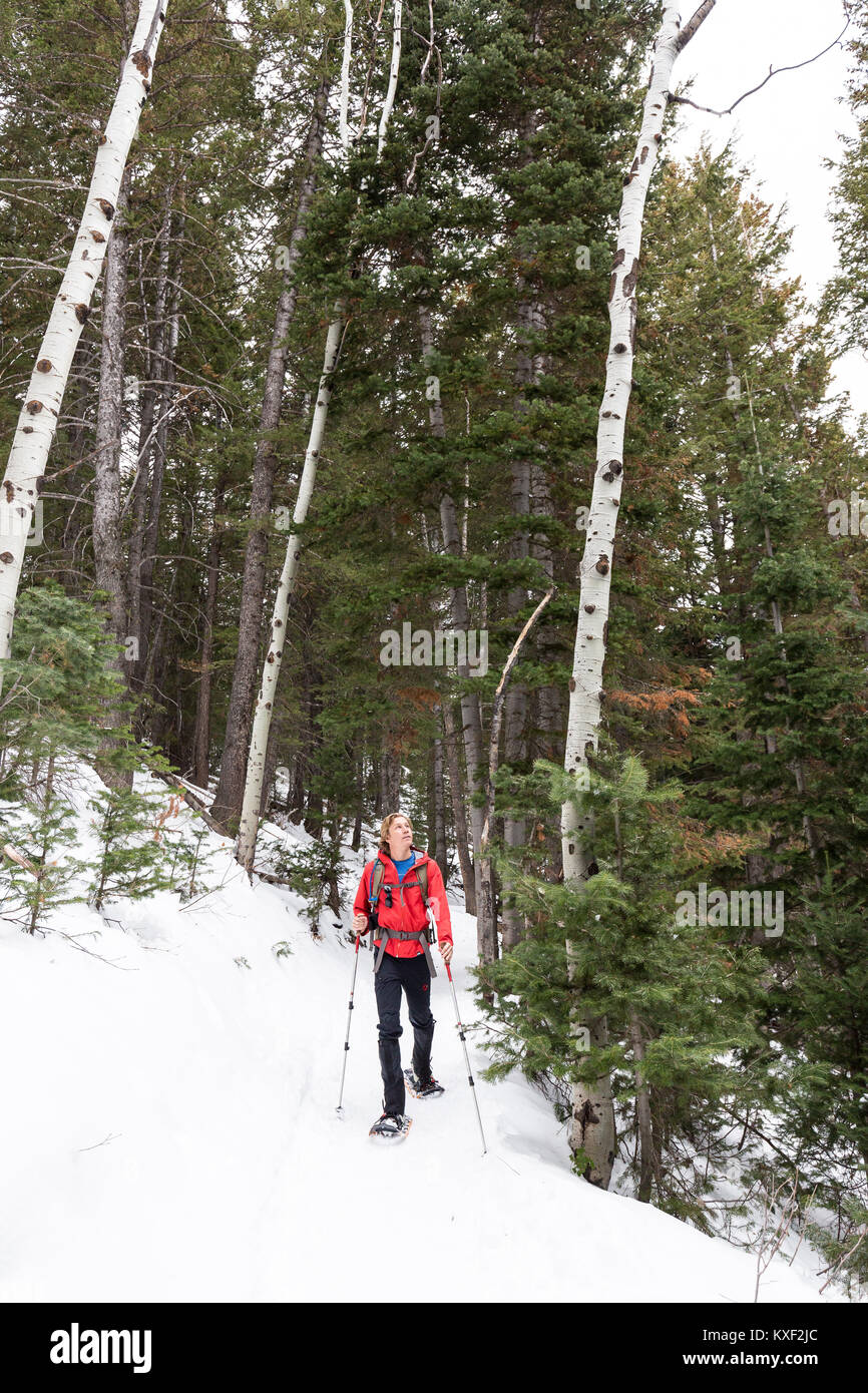 A hiker snowshoes along Rob's Trail in winter in Park City, Utah Stock ...