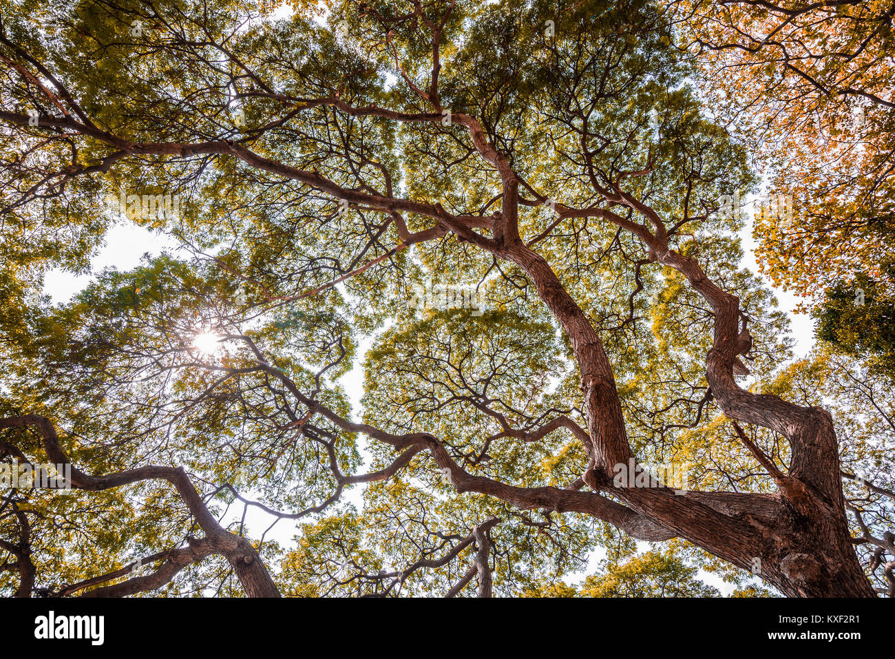 Large Samanea saman tree with branch Stock Photo - Alamy
