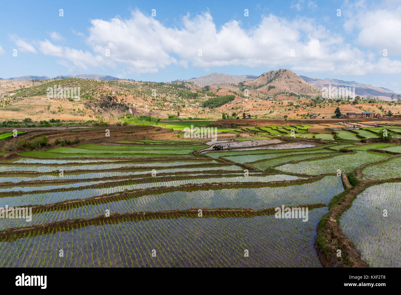 African rice farmers hi-res stock photography and images - Alamy