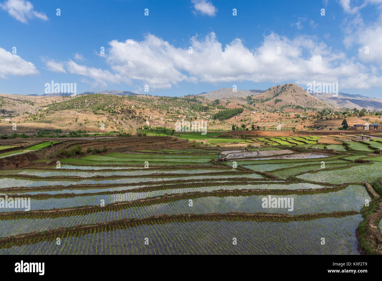 Farmers planting rice in fields hi-res stock photography and images - Alamy