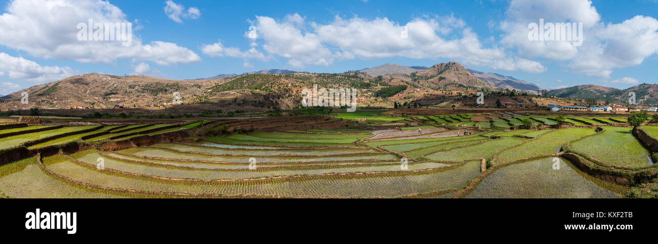 Madagascar rice terrace hi-res stock photography and images - Alamy