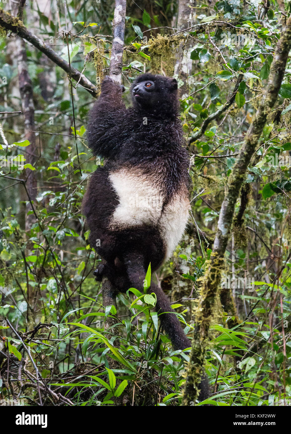 A Milne-Edwards' Sifaka (Propithecus edwardsi) sitting on a tree in ...