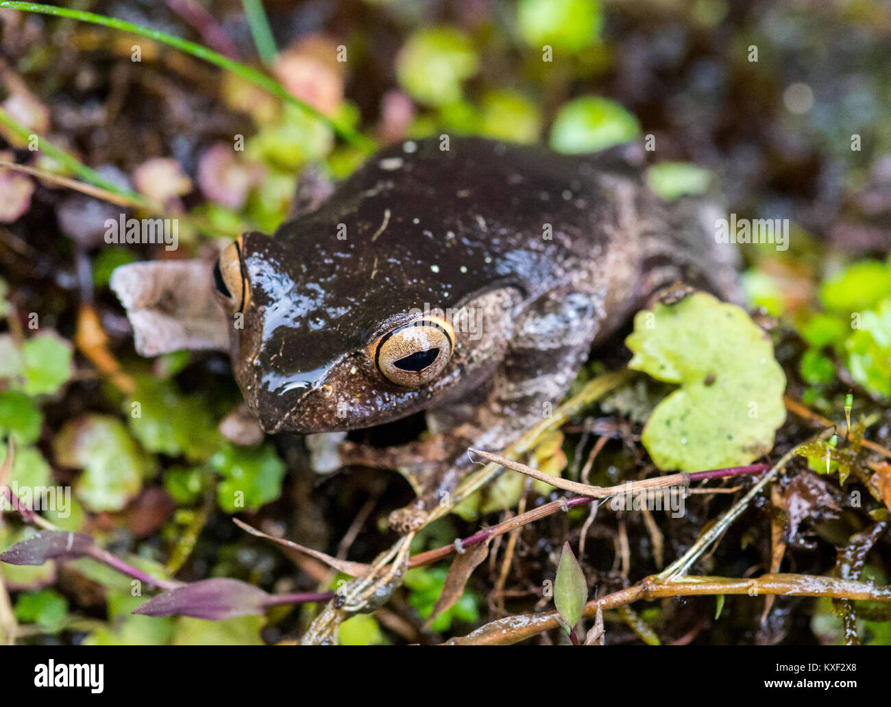 Frog in a forest hi-res stock photography and images - Alamy