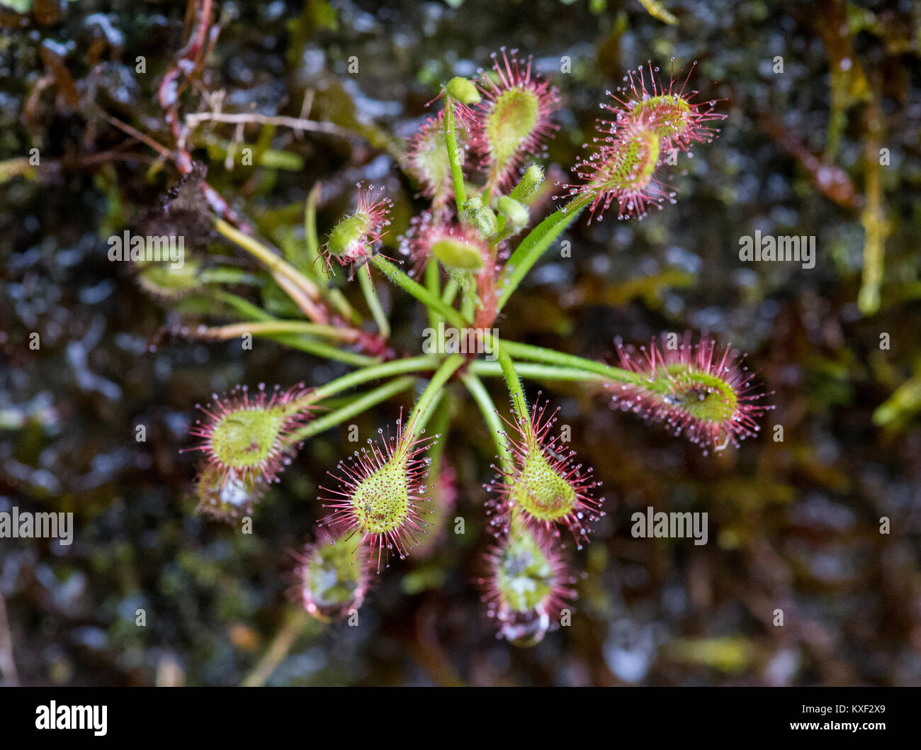 A carnivorous plant Sundew (Drosera madagascariensis) in rain forest ...