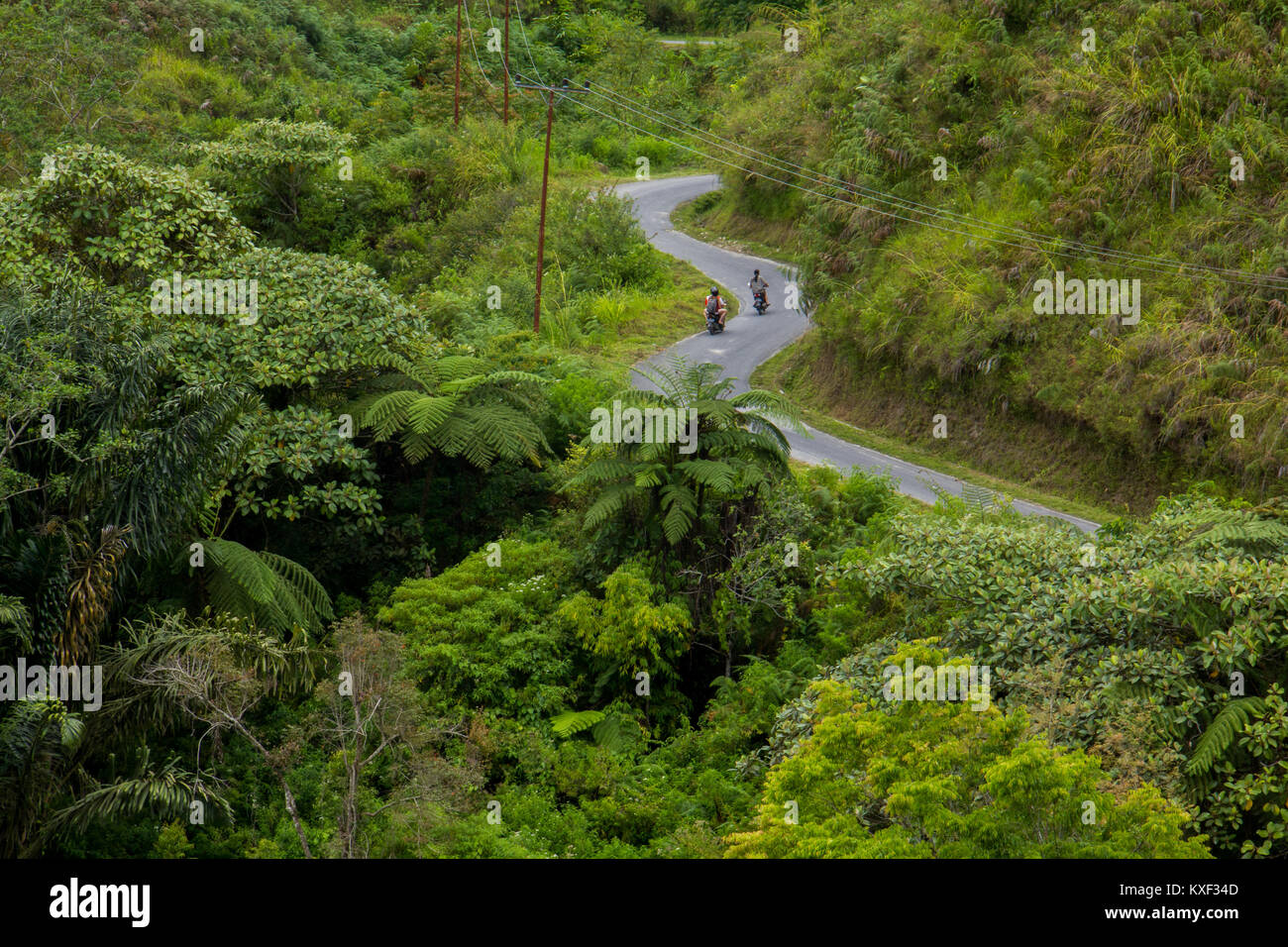 fern tree (Cyathea podophylla) in forest of Samosir Island,Medan ...