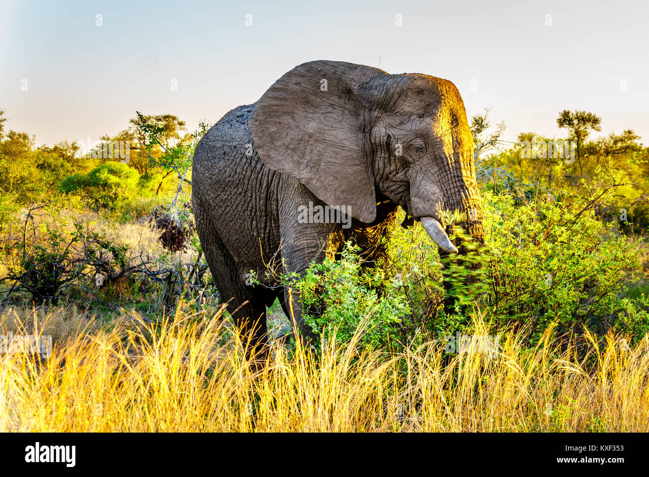 Large Elephant Bull at sunset in Kruger National Park in South Africa ...