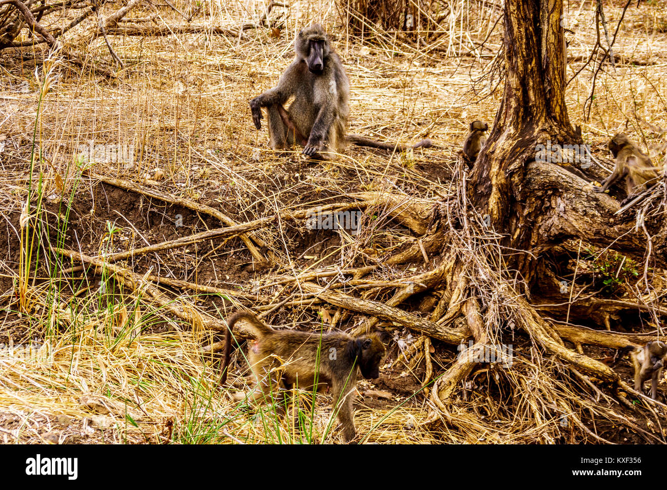 Large Male Baboon with Young Baboons in drought stricken area of ...