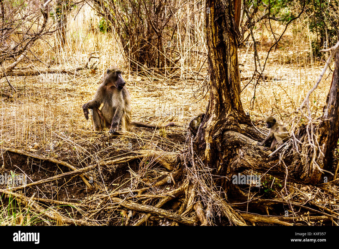 Large Male Baboon with Young Baboons in drought stricken area of ...