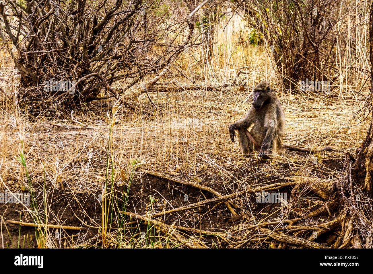 Large Male Baboon with Young Baboons in drought stricken area of ...