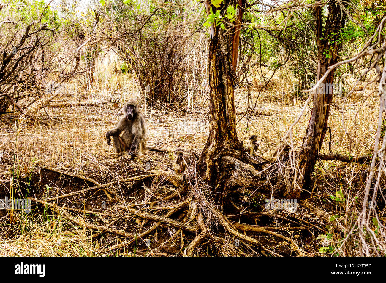 Large Male Baboon with Young Baboons in drought stricken area of ...