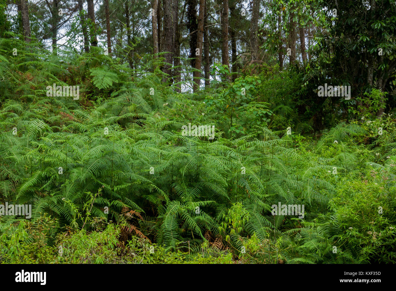 fern field in pine forest Stock Photo - Alamy