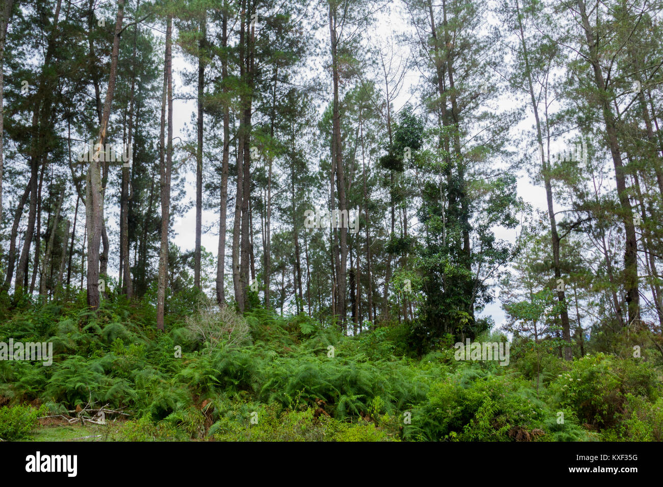 fern field in pine forest Stock Photo - Alamy