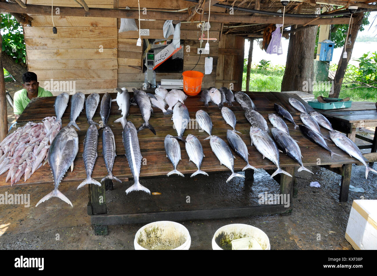 A market stall displaying freshly caught fish here at the roadside ...