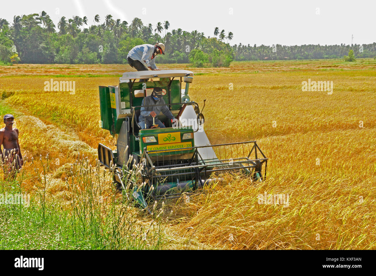 Harvesting grain here on a farm in the Southern countryside of Sri ...