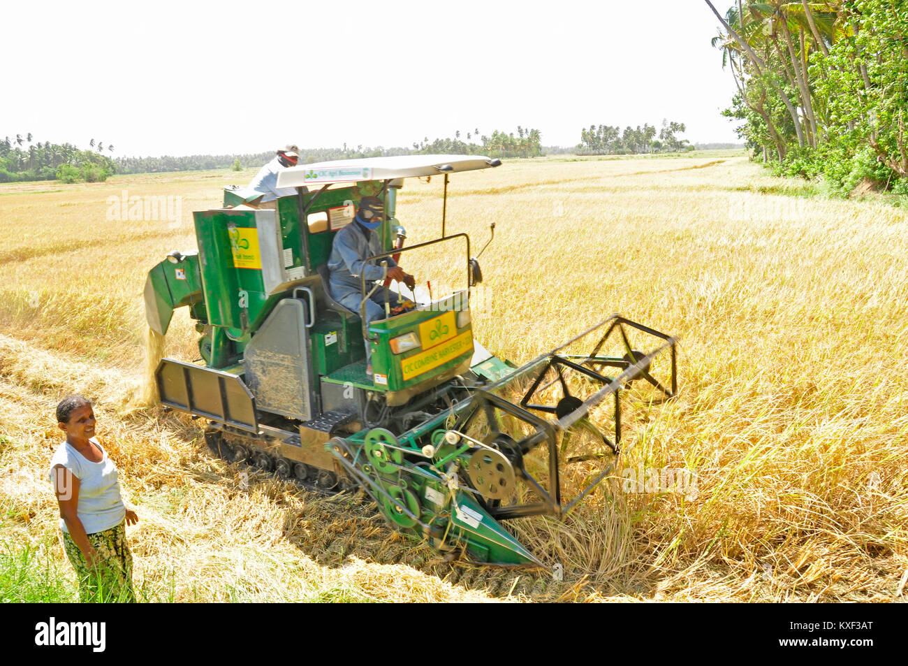 Harvesting grain here on a farm in the Southern countryside of Sri ...