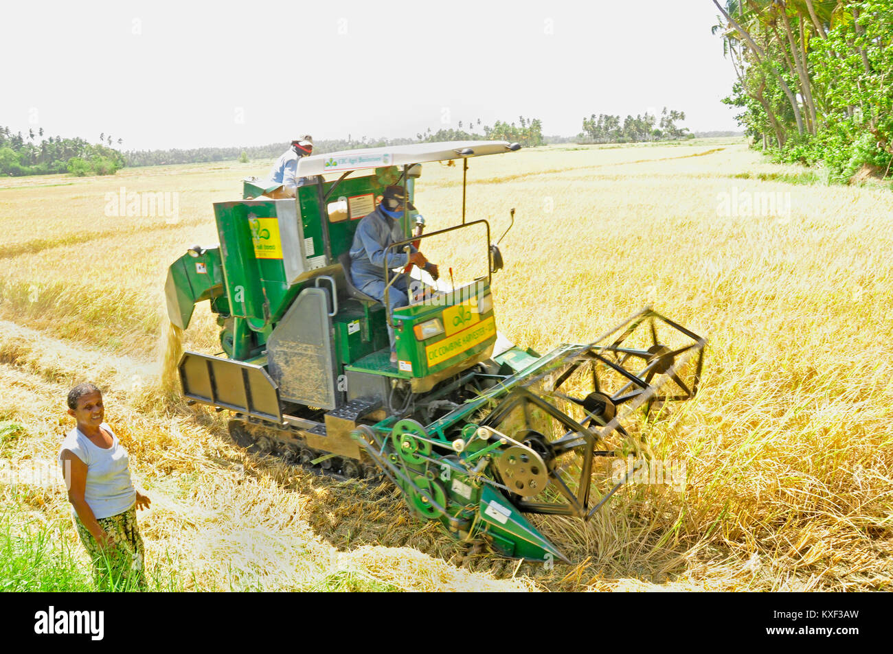 Harvesting grain here on a farm in the Southern countryside of Sri ...