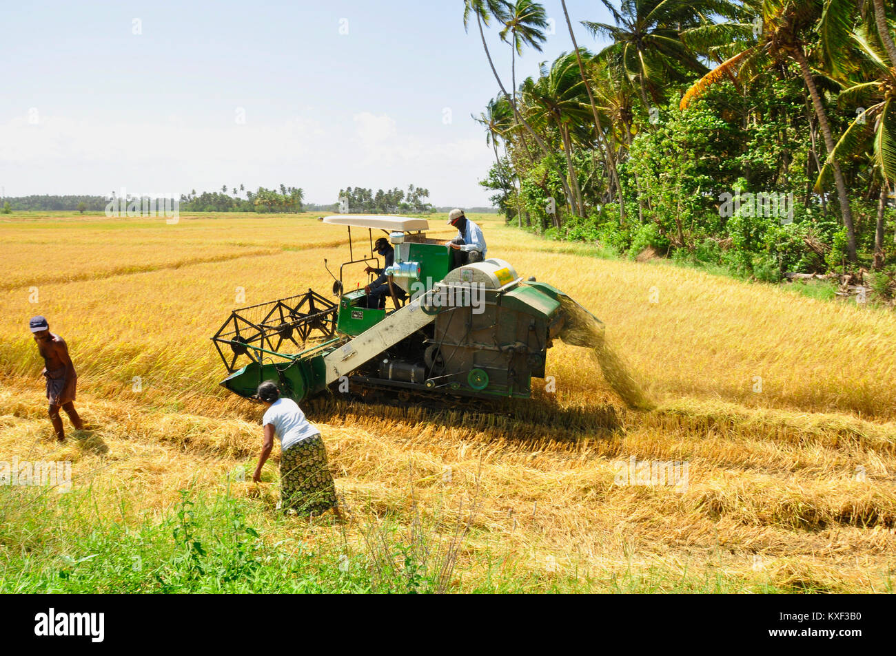 Harvesting grain here on a farm in the Southern countryside of Sri ...