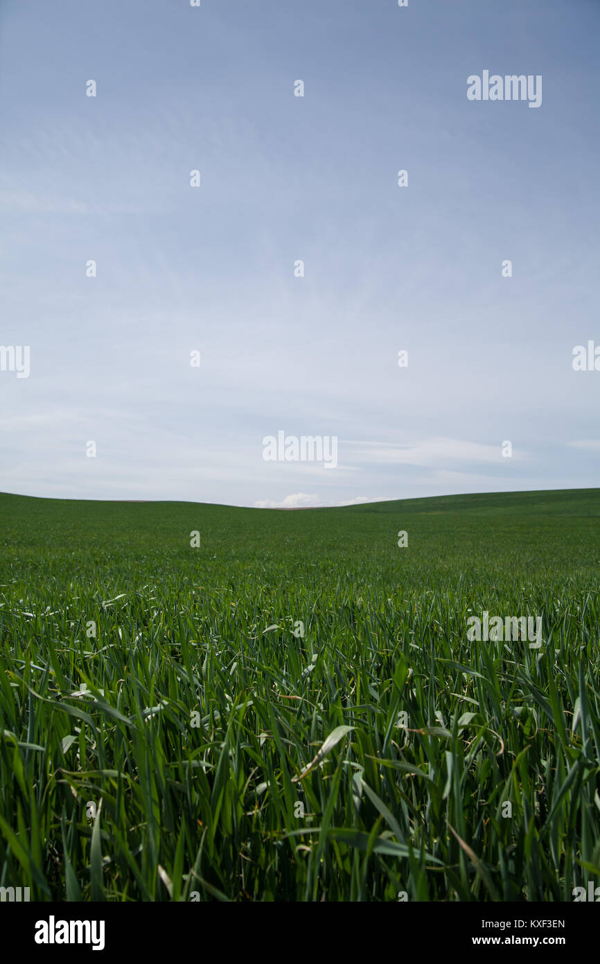 Fresh green grass grows on a large endless field below a blue sky ...