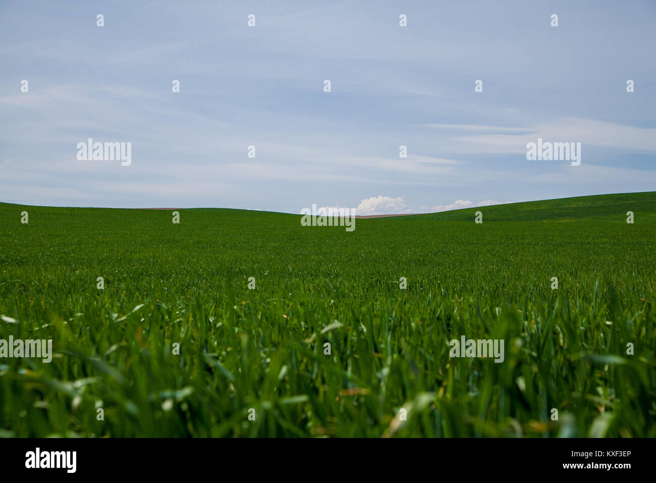 Fresh green grass grows on a large endless field below a blue sky ...