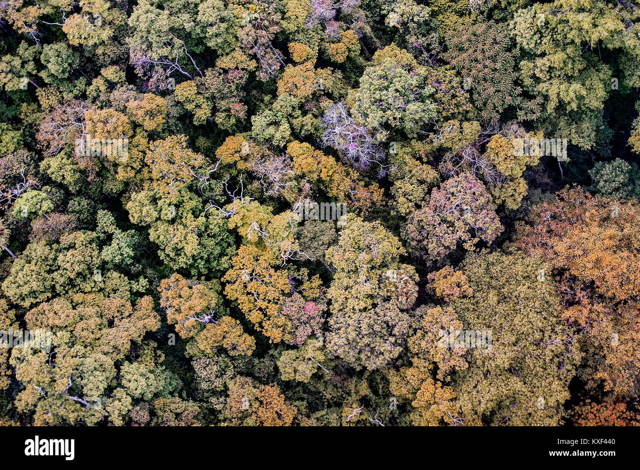 Aerial view of the forest Stock Photo - Alamy