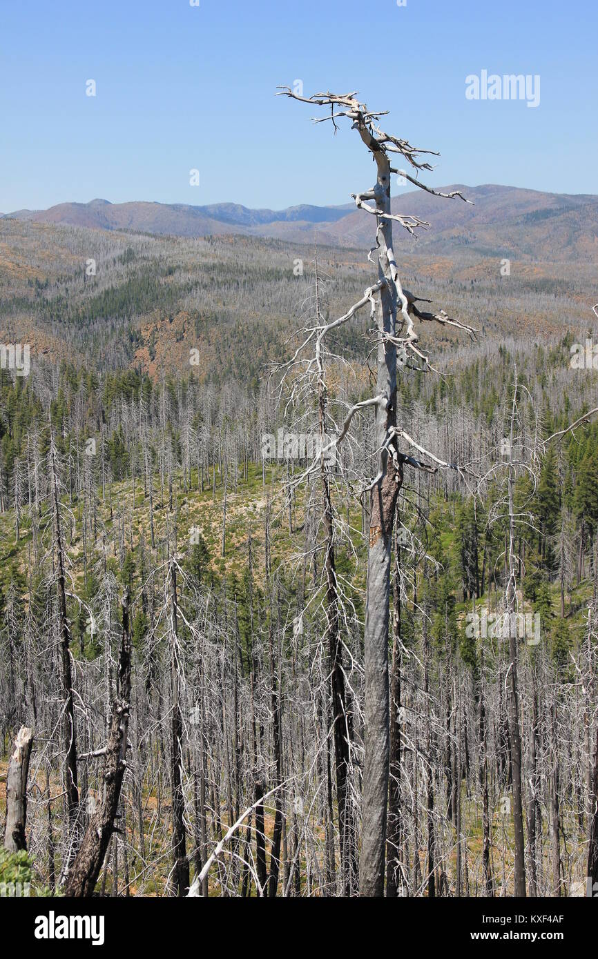 Life After Fire Stock Photo - Alamy