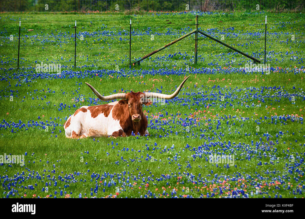 Texas longhorn cattle in bluebonnet wildflower pasture in the spring ...