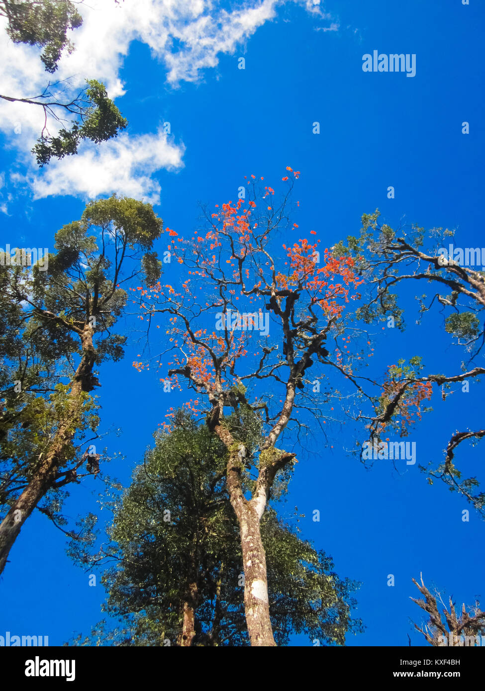 look up at colorful autumn color tall trees crowns and blue sky orange ...