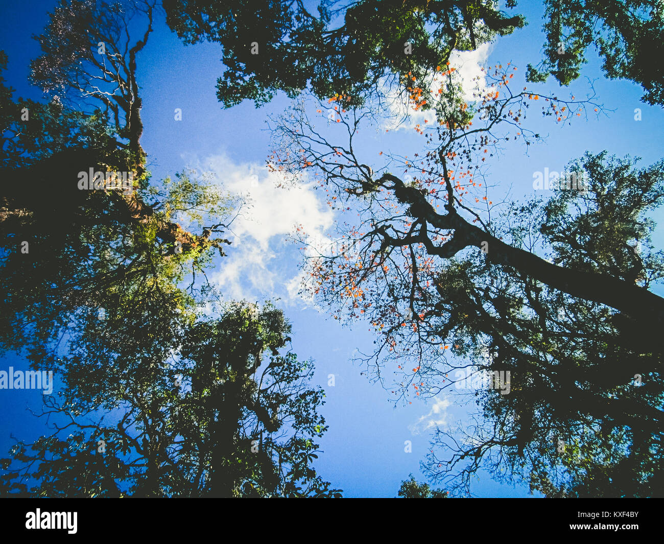 look up at colorful autumn color tall trees crowns and blue sky orange ...