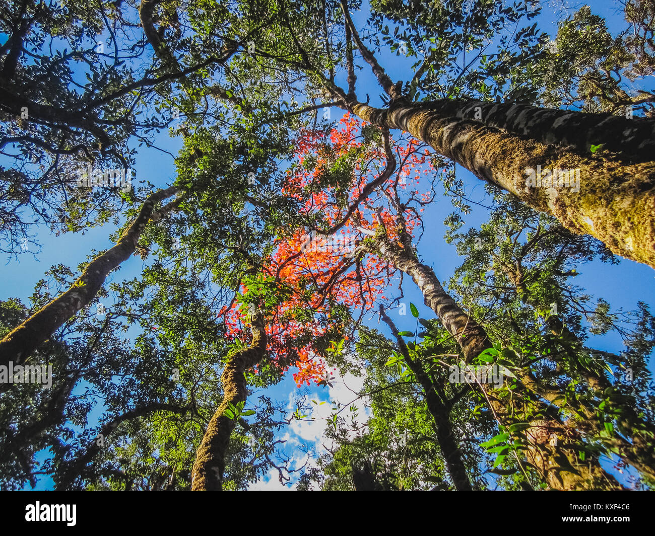 look up at colorful autumn color tall trees crowns and blue sky orange ...