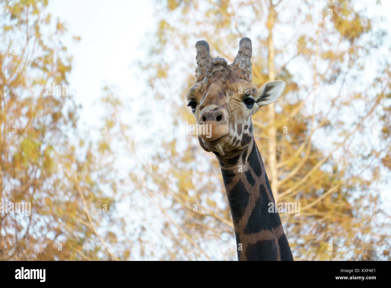 Portrait of a Giraffe Looking Towards Camera Stock Photo - Alamy