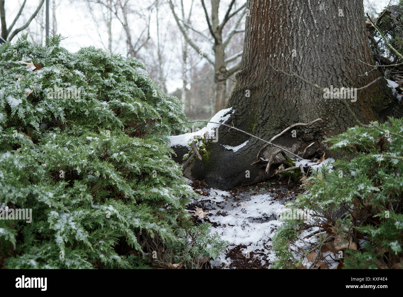 Base of a Tree Trunk by a Shrub Covered in Snow Stock Photo - Alamy