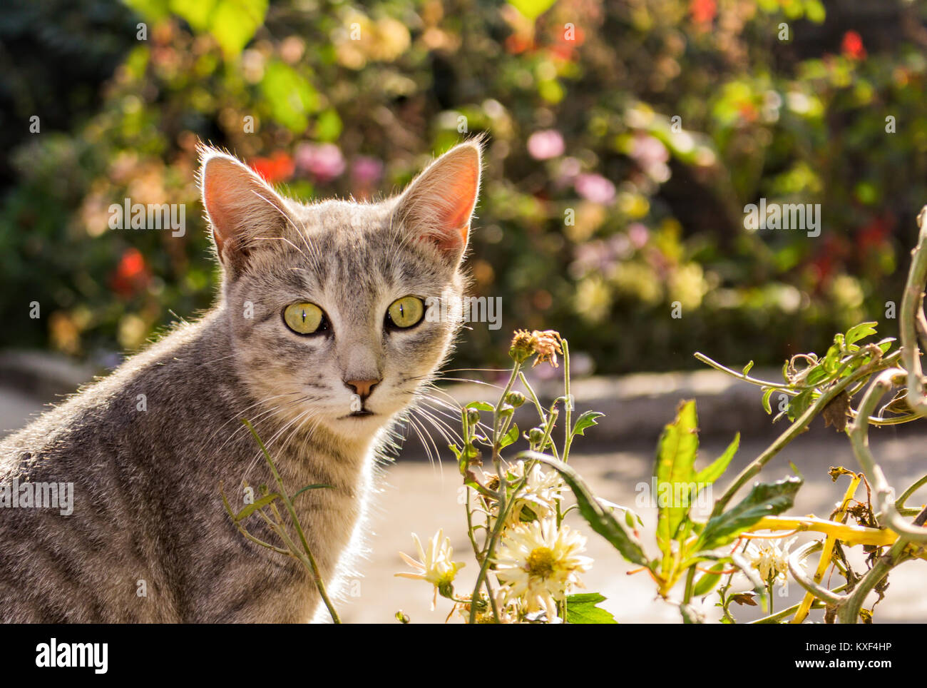 a domestic cat surprisingly looking at camera backlit by morning ...